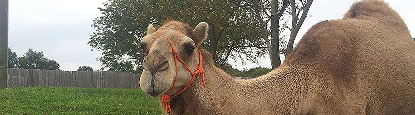 Camel Encounter | Ark Encounter
