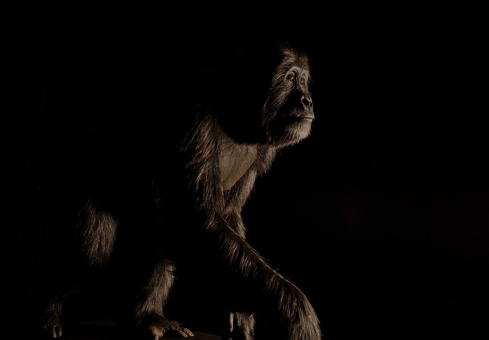 Lucy the Ape | Creation Museum