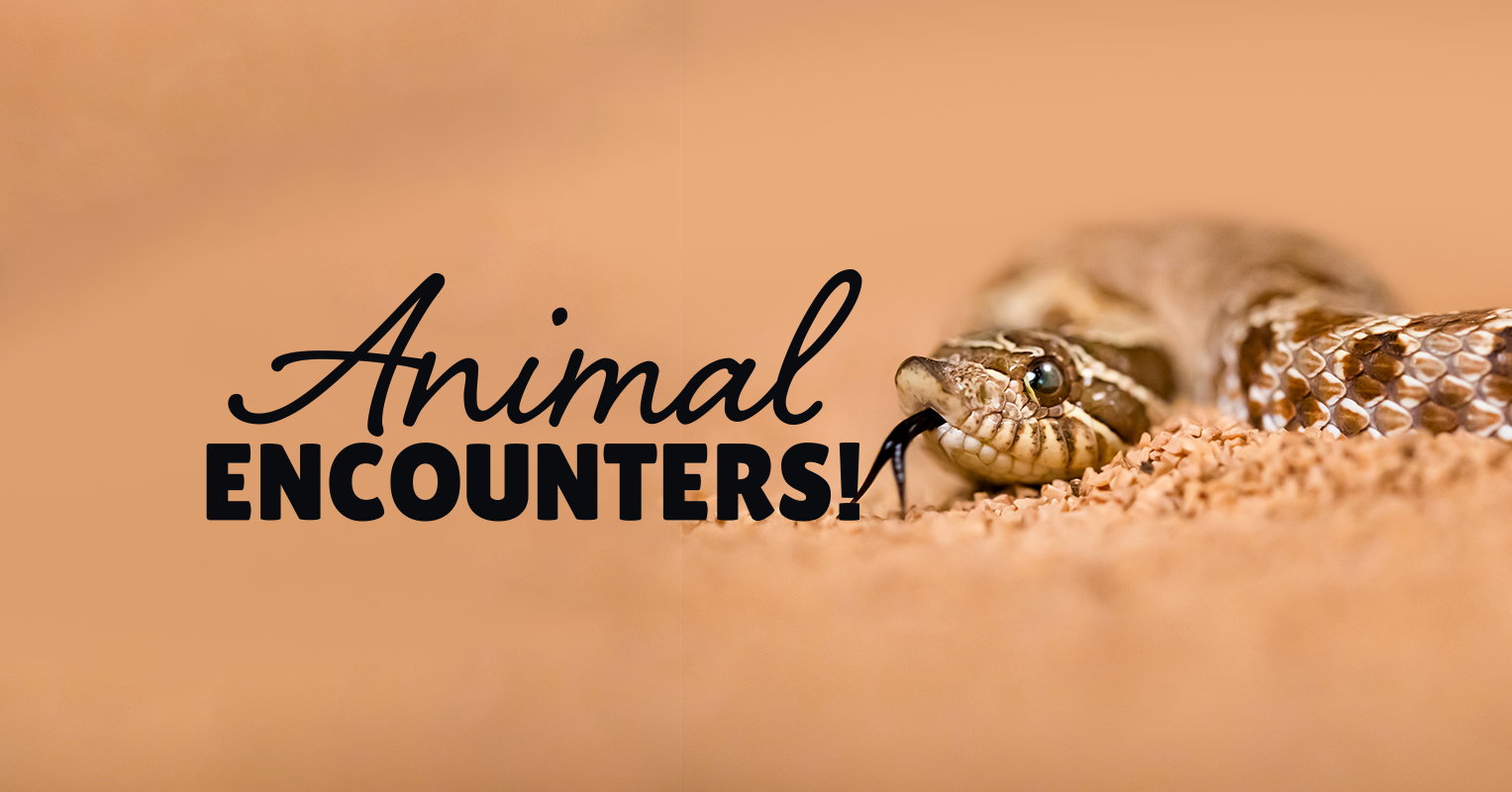 Animal Encounters | Creation Museum