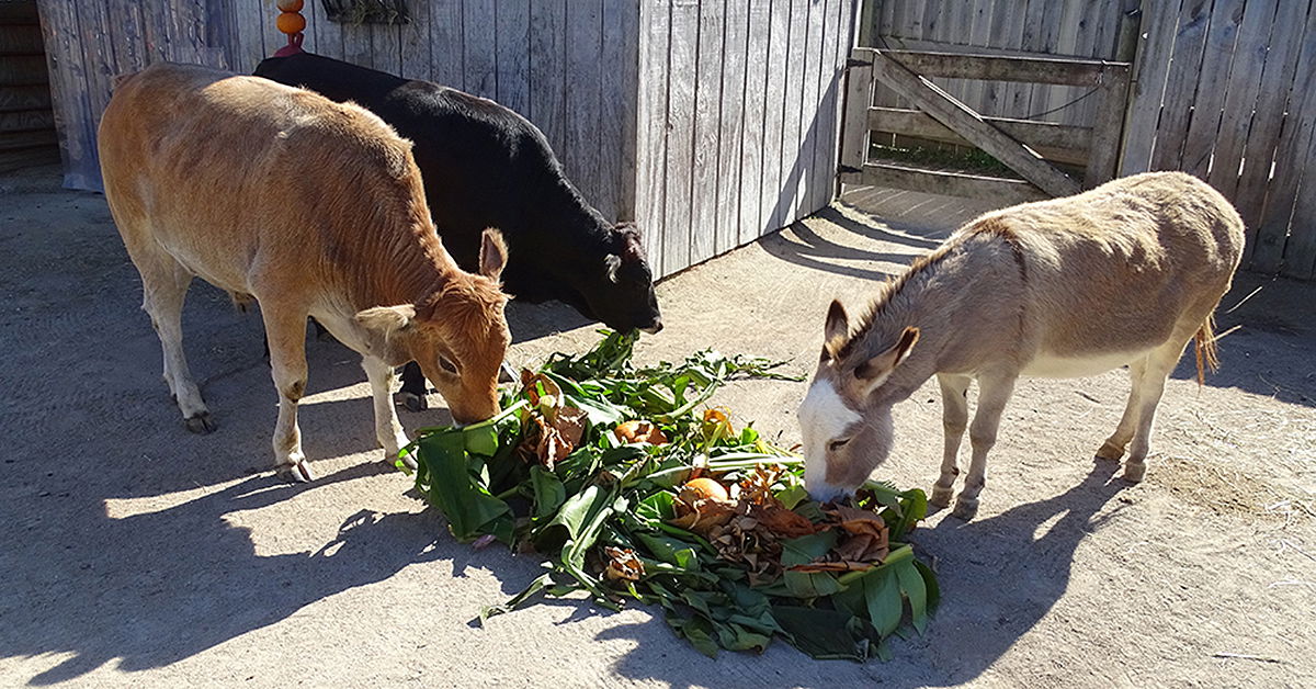 Fall Festivities at the Eden Zoo | Creation Museum