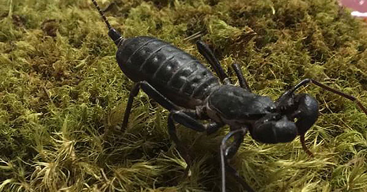 Meet Our New Eden Zoo Additions! | Creation Museum