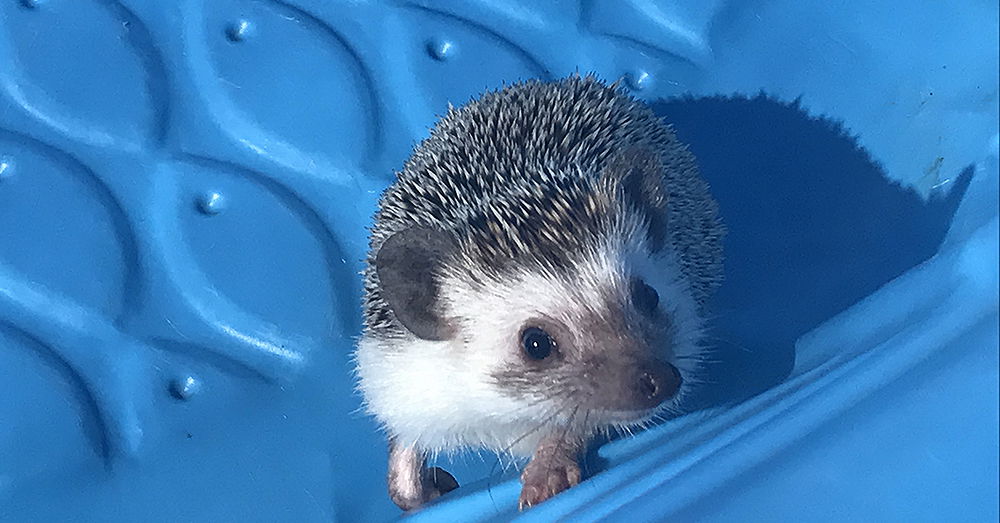 Meet Our Newest Petting Zoo Animals | Creation Museum