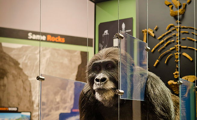 Lucy the Ape | Creation Museum